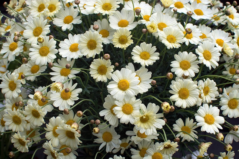 Play A Fun Word Jumble about May Flowers